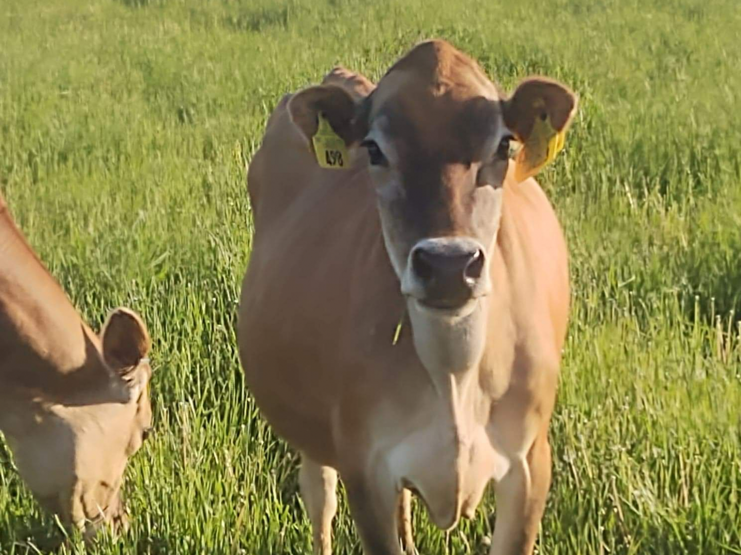 Our Cows | Registered Jersey Cows, Dairy Cattle in Buhl, ID | Evans ...